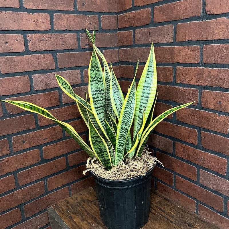 Large Snake Tree - Etsy