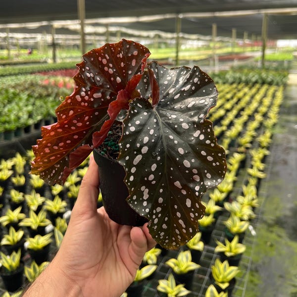 Ruby Begonia - Etsy