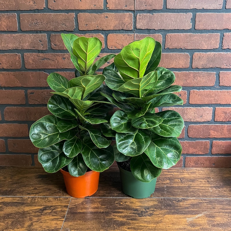 Small Trees Houseplants - Etsy
