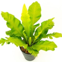 Asplenium Nidus - Bird's Nest Fern 4in 6in Wood Mounted - Etsy