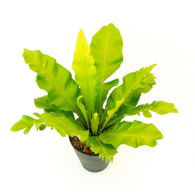 Miniature Fern - Etsy