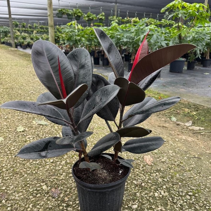 Tall Rubber Plants - Etsy