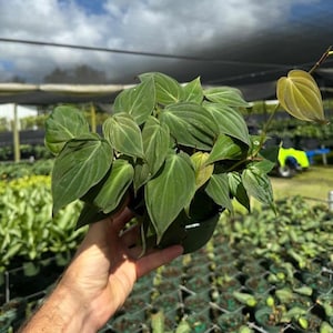 Mican Philodendron | Velvet Leaf Philo | Indoor & Outdoor Live Tropical ...