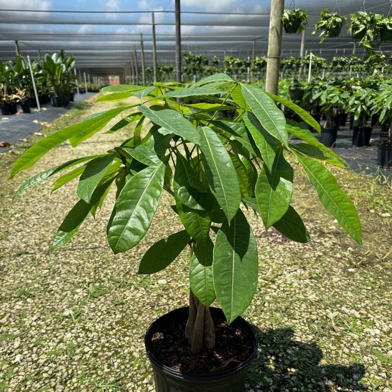 Water Plant Rooted - Etsy