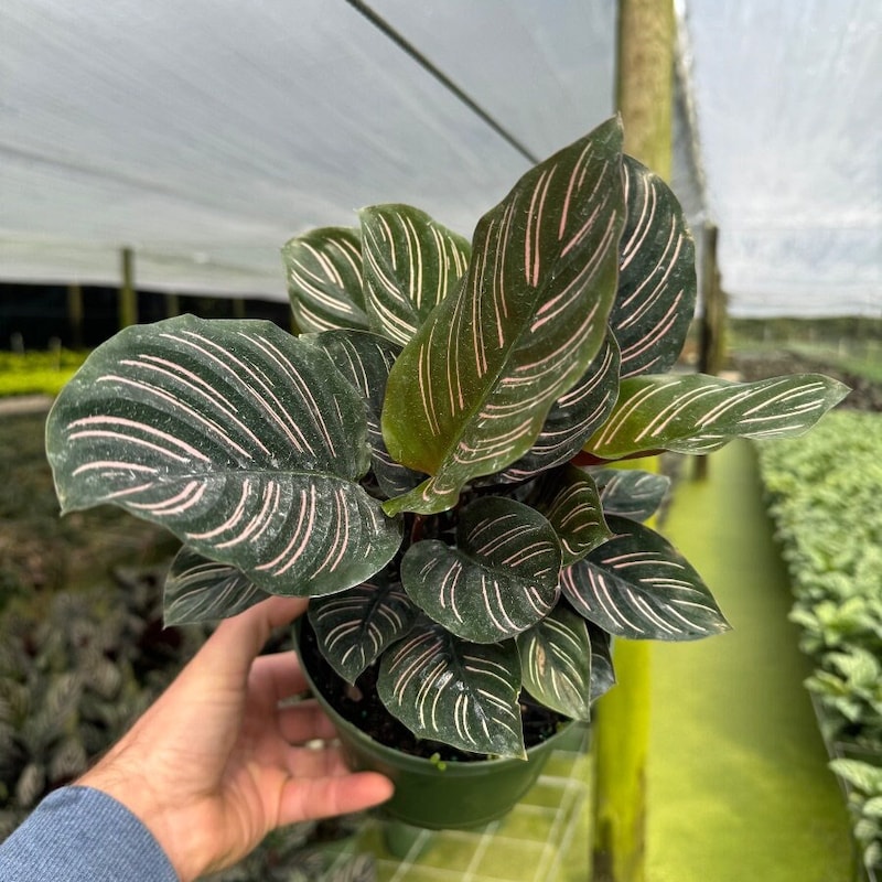 Plant Pot Indoor Striped - Etsy