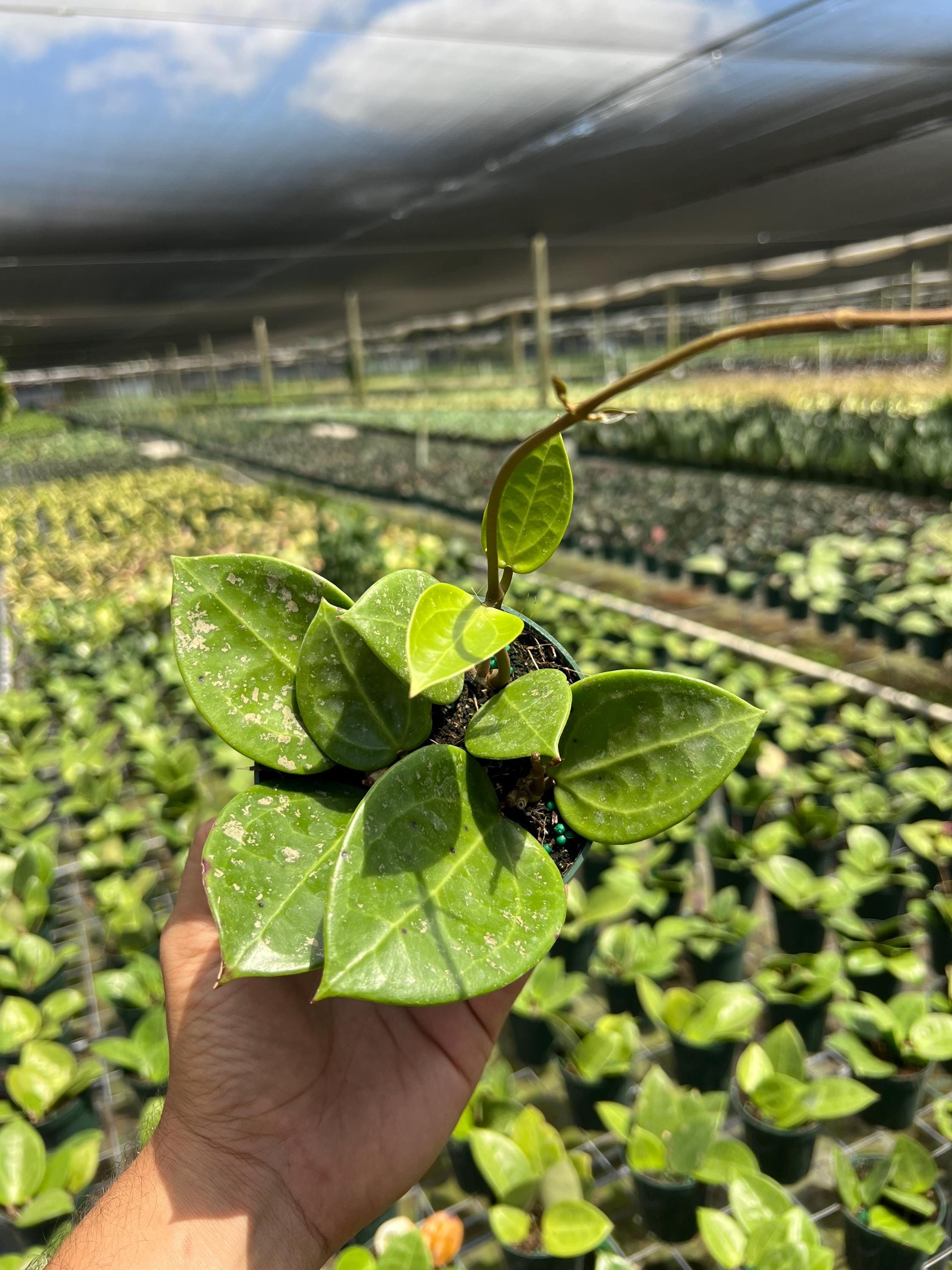 Hoya Parasitica Splash | Live Indoor & Outdoor Tropical House Plant ...