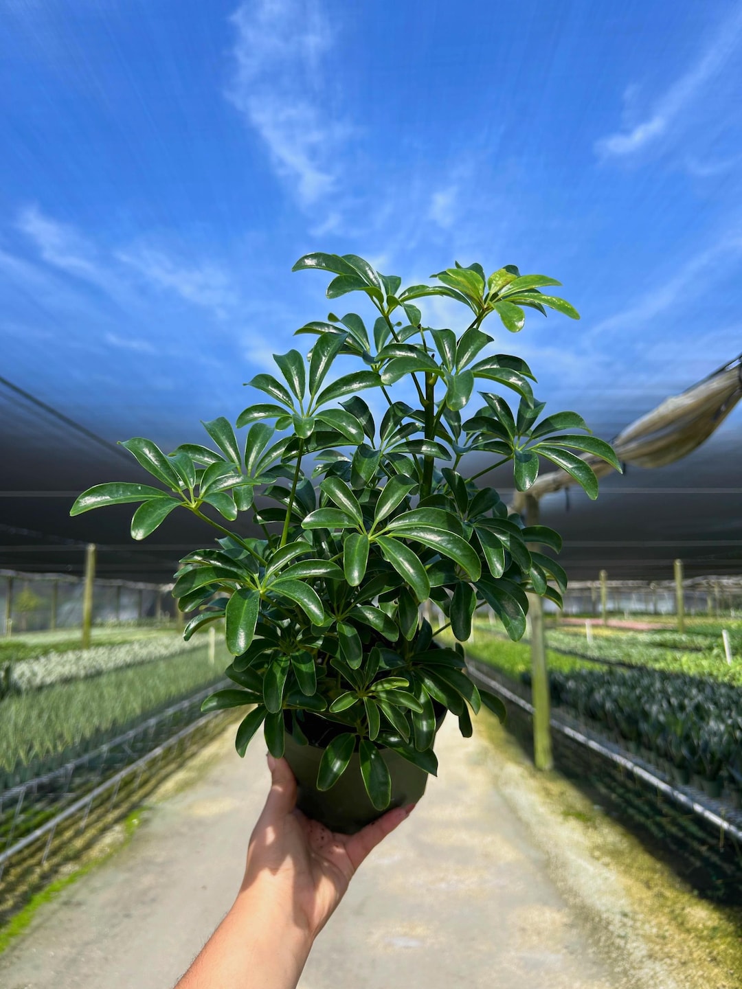 Arboricola Mini | Dwarf Umbrella Tree | Live Indoor & Outdoor Tropical ...