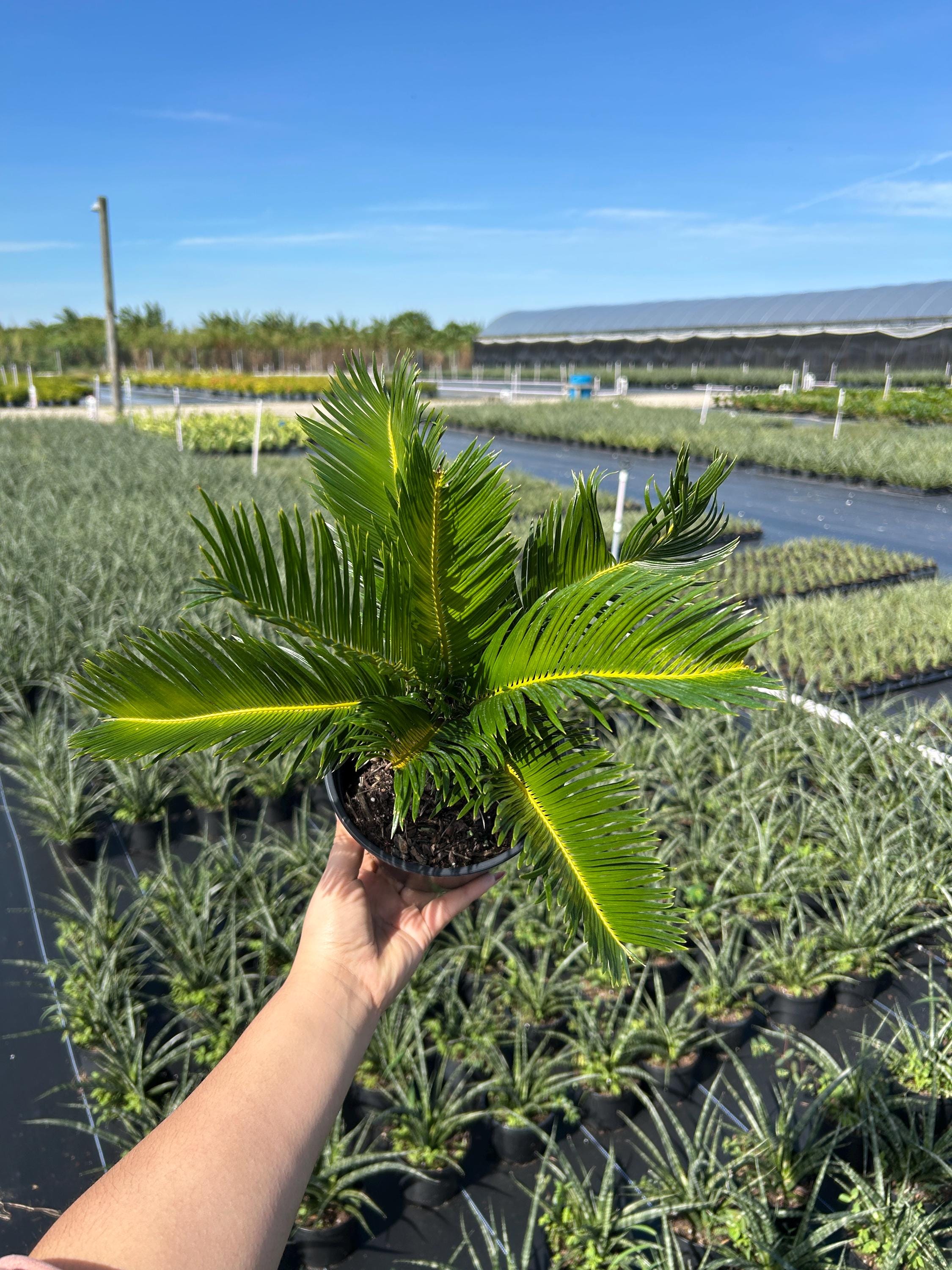 King Sago Palm Tree | Live Indoor & Outdoor House Plant | Home and ...
