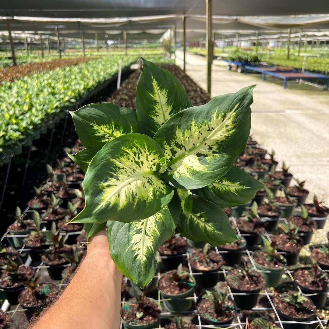 Dieffenbachia Compacta | Dumb Cane Plant | Live Indoor & Outdoor ...