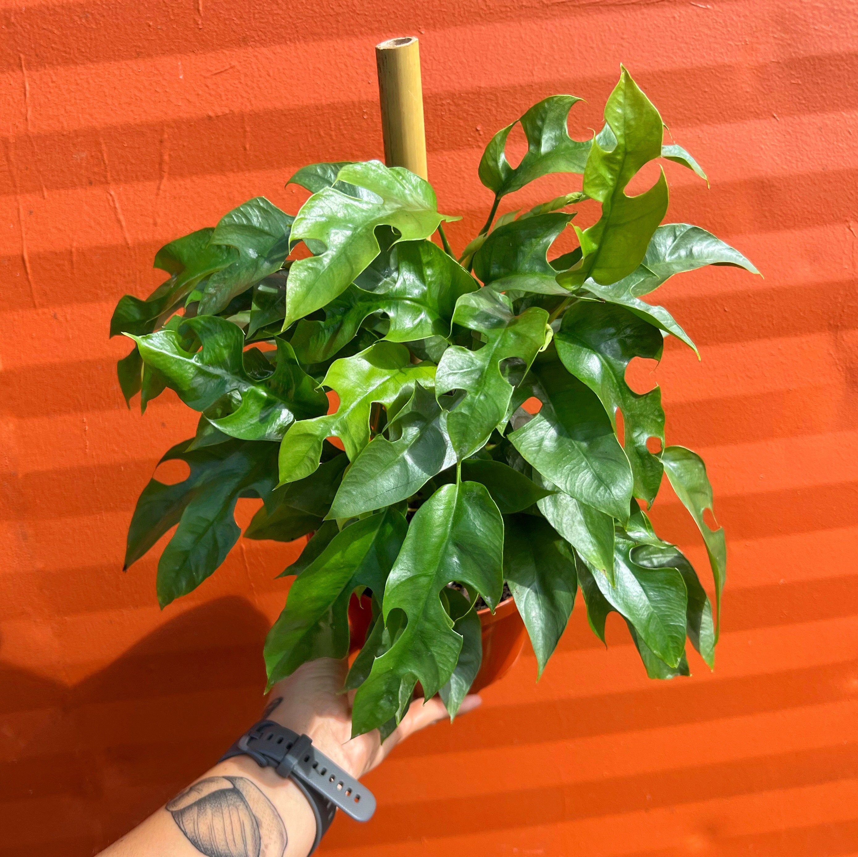 MONSTERA GINNY in 6 Pot Mini Split Leaf Rhaphidophora - Etsy