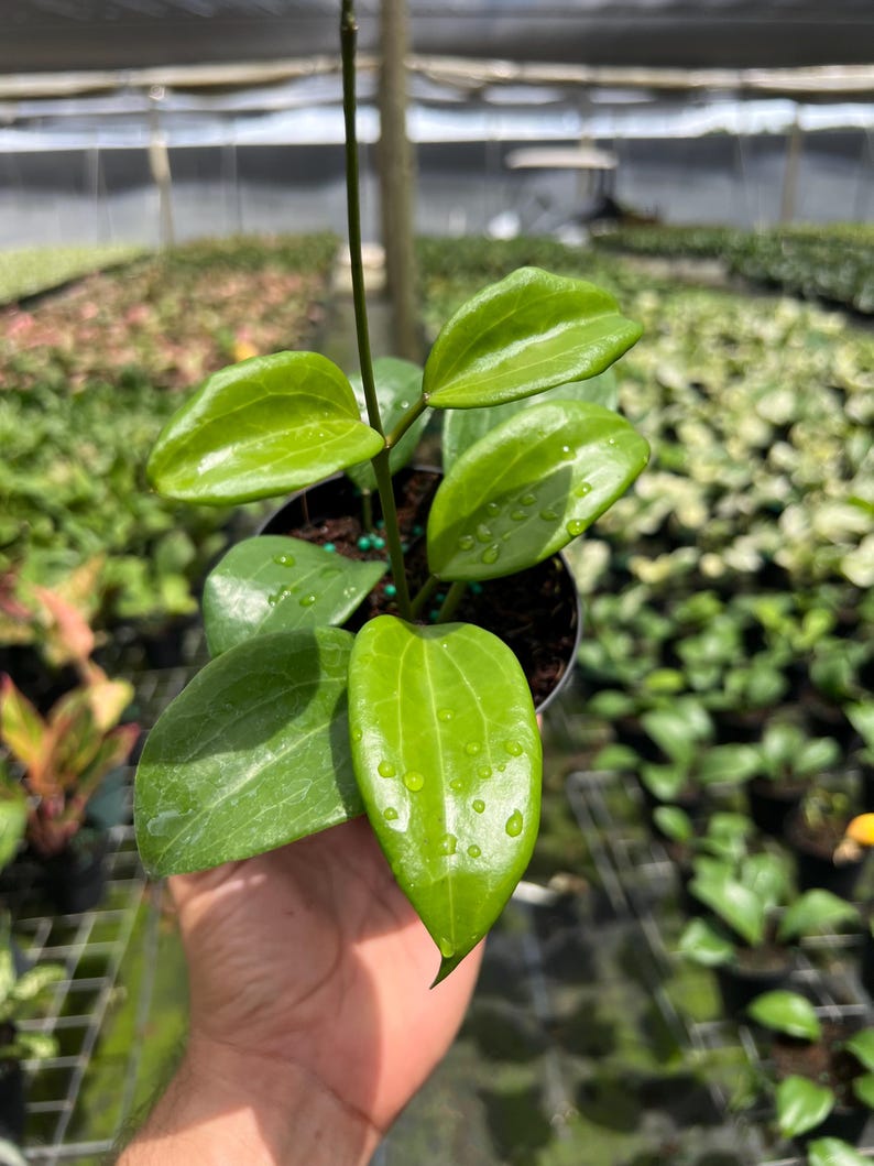 Hoya Quinquenervia | Live Indoor & Outdoor Tropical House Plant ...