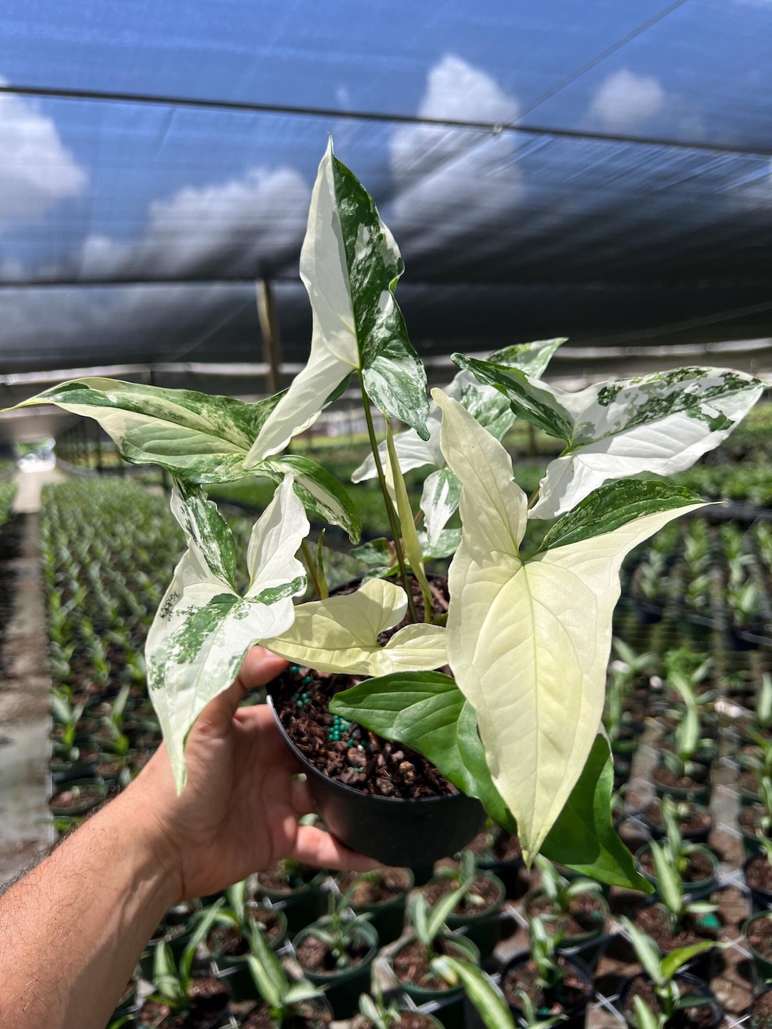 Syngonium Albo Plant - Rare Variegated Arrow Head Leaf | Live Tropical ...