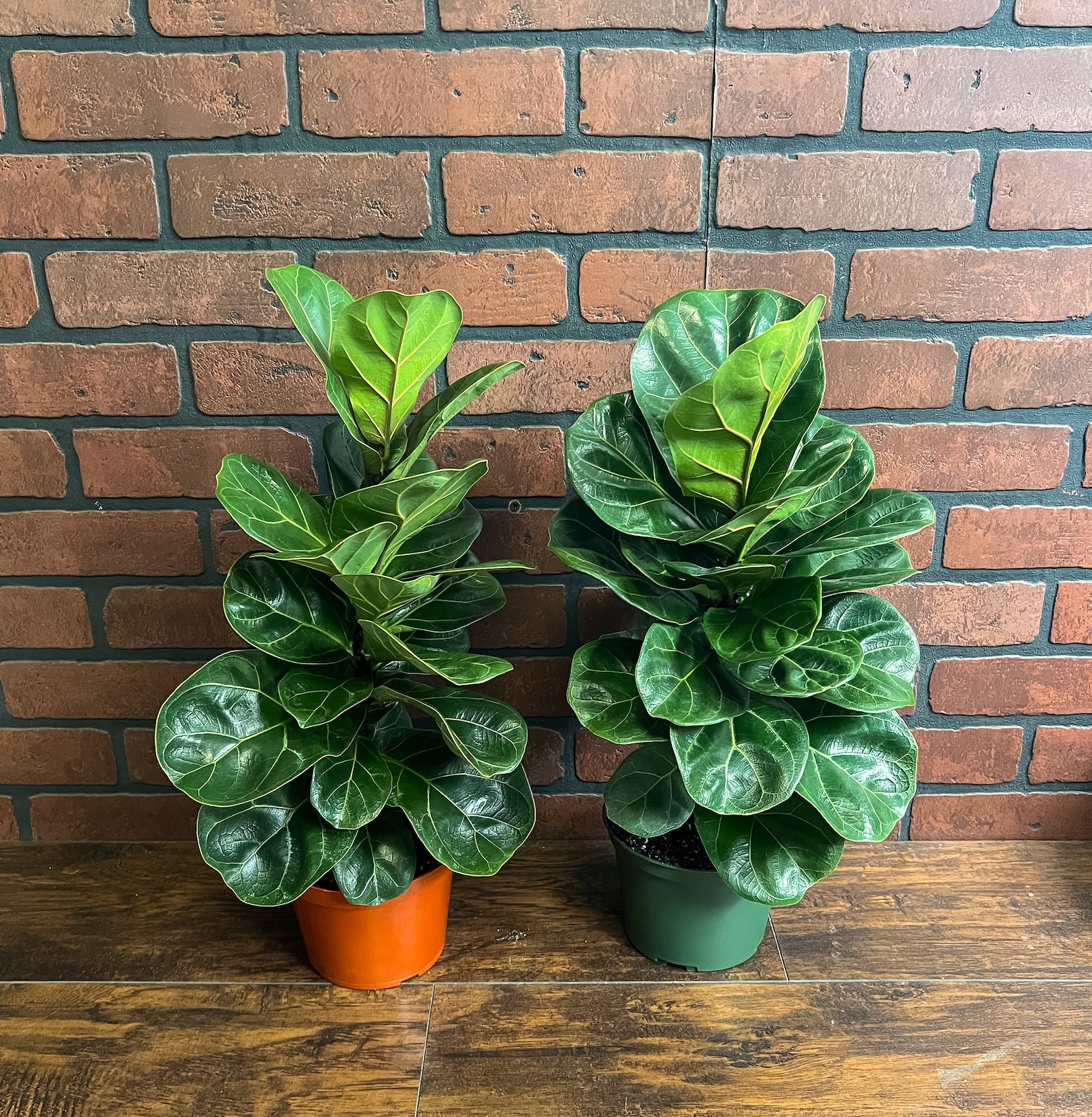 FICUS LYRATA Dwarf Fiddle Leaf Fig With 6 Pot Little - Etsy