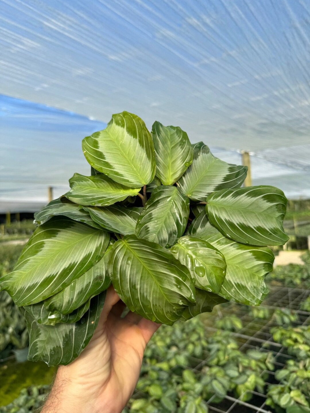 Maranta Silver Prayer Plant Calathea | Live Tropical Houseplant ...