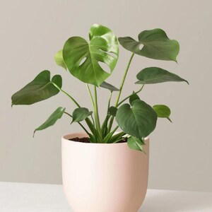 Monstera Deliciosa Split Leaf Plant 6" Pot | Indoor & Outdoor Live ...