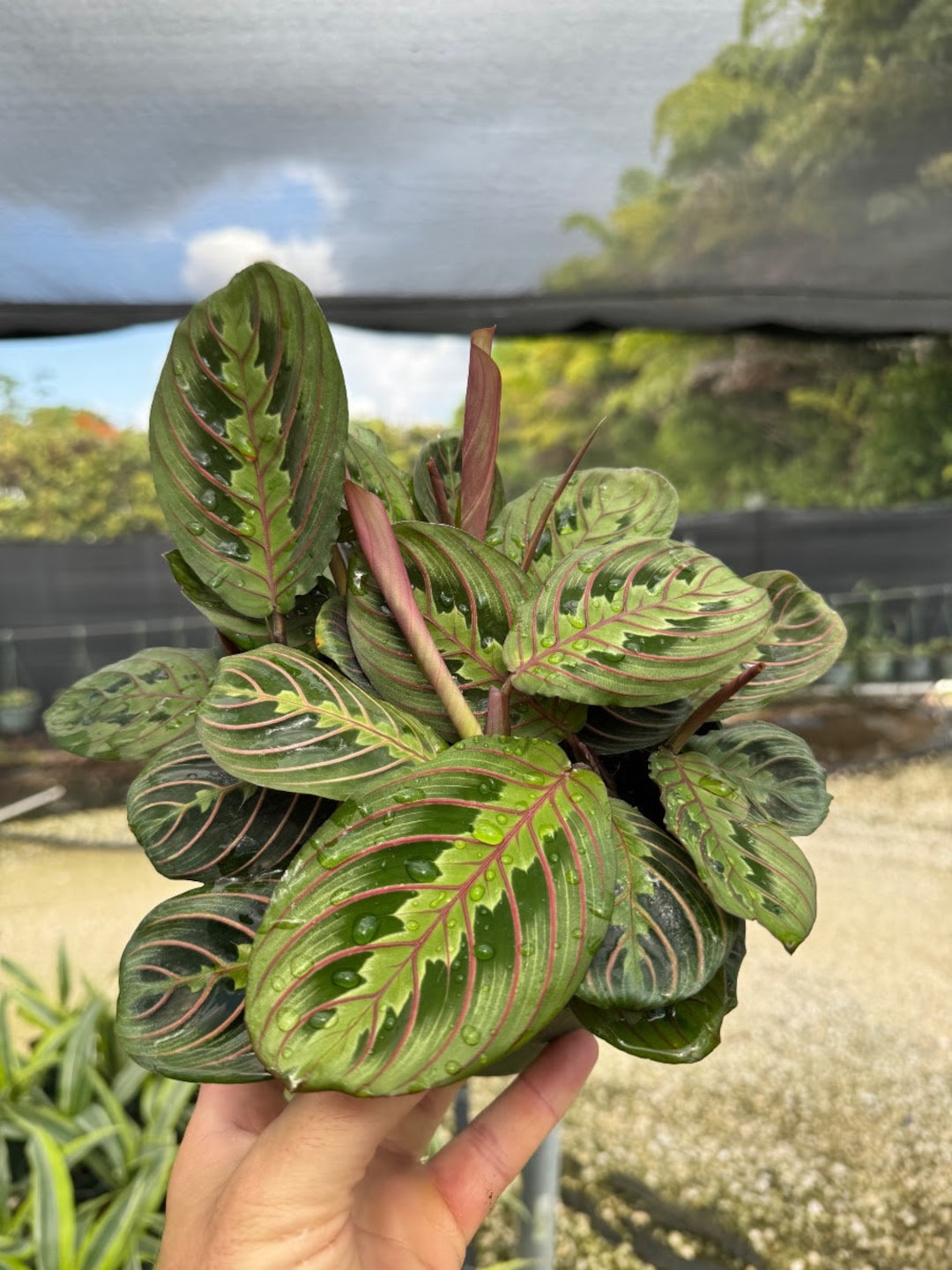 Maranta Red Prayer Plant Calathea | Live Tropical Houseplant | Outdoor ...