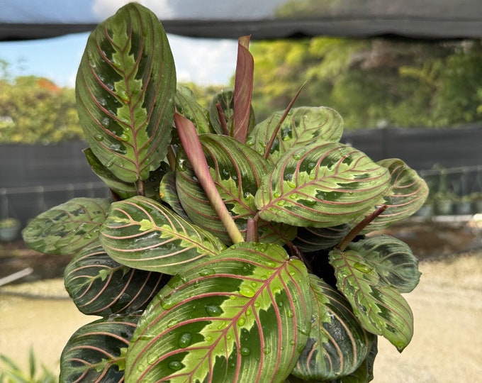 Maranta Red Prayer - Etsy