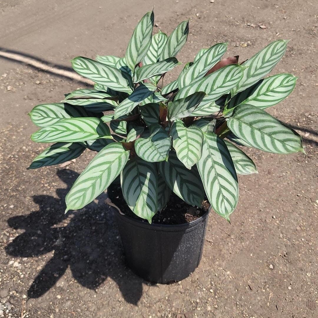 Calathea Setosa | Prayer Plant | Live Indoor & Outdoor Tropical House ...