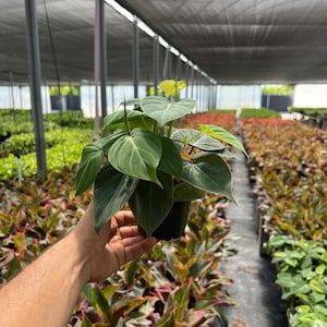 Mican Philodendron | Velvet Leaf Philo | Indoor & Outdoor Live Tropical ...