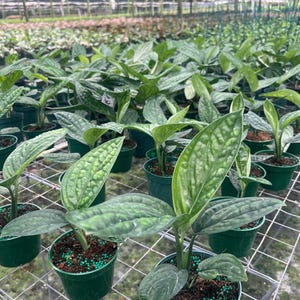 Monstera Peru | Live Indoor & Outdoor Tropical Houseplant | Home and ...