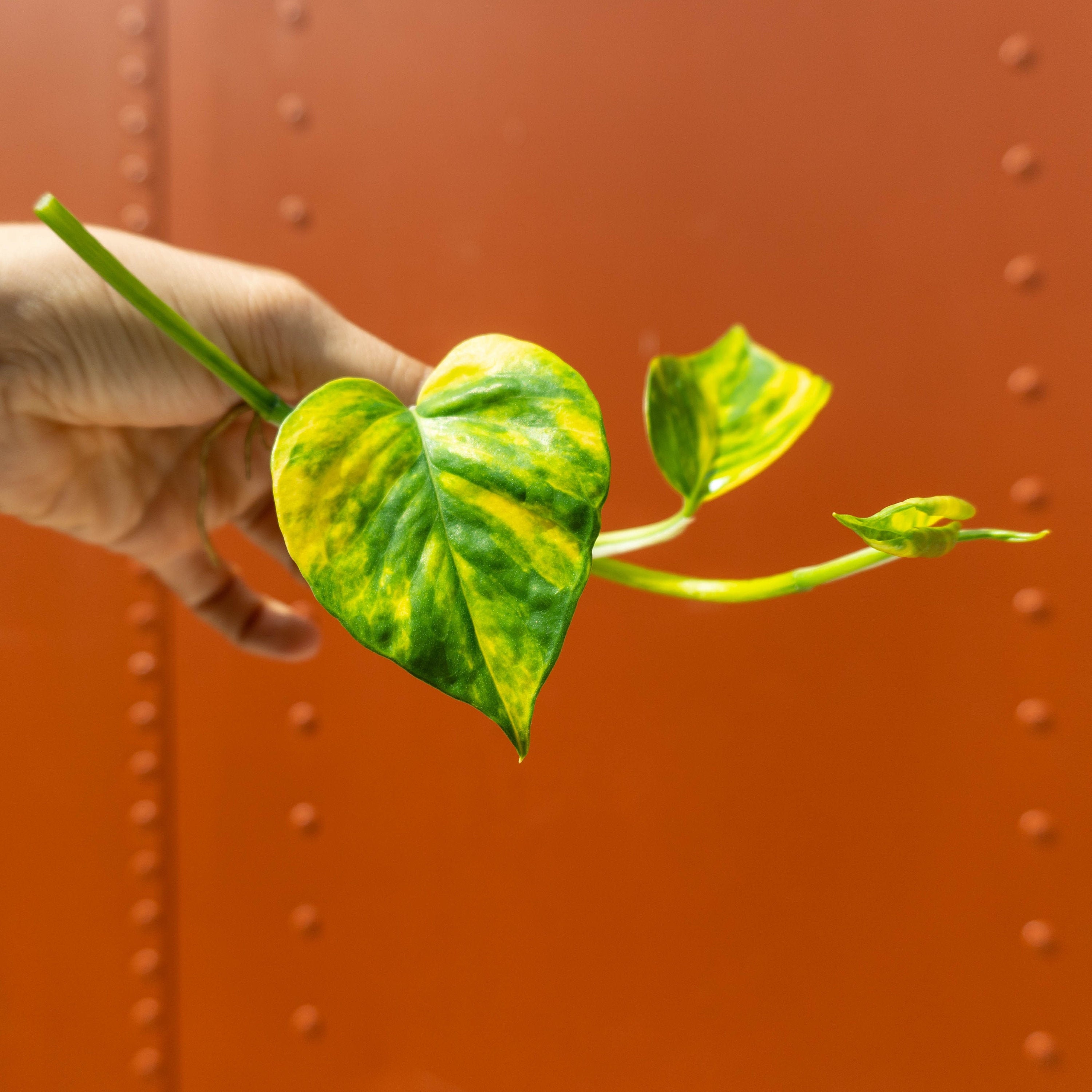3 Golden Pothos Cutting Multiple Nodes per Cutting Starter - Etsy