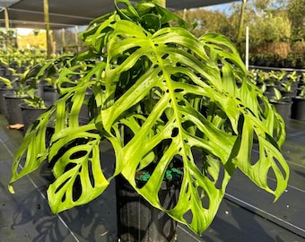 Monstera Esqueleto - Etsy