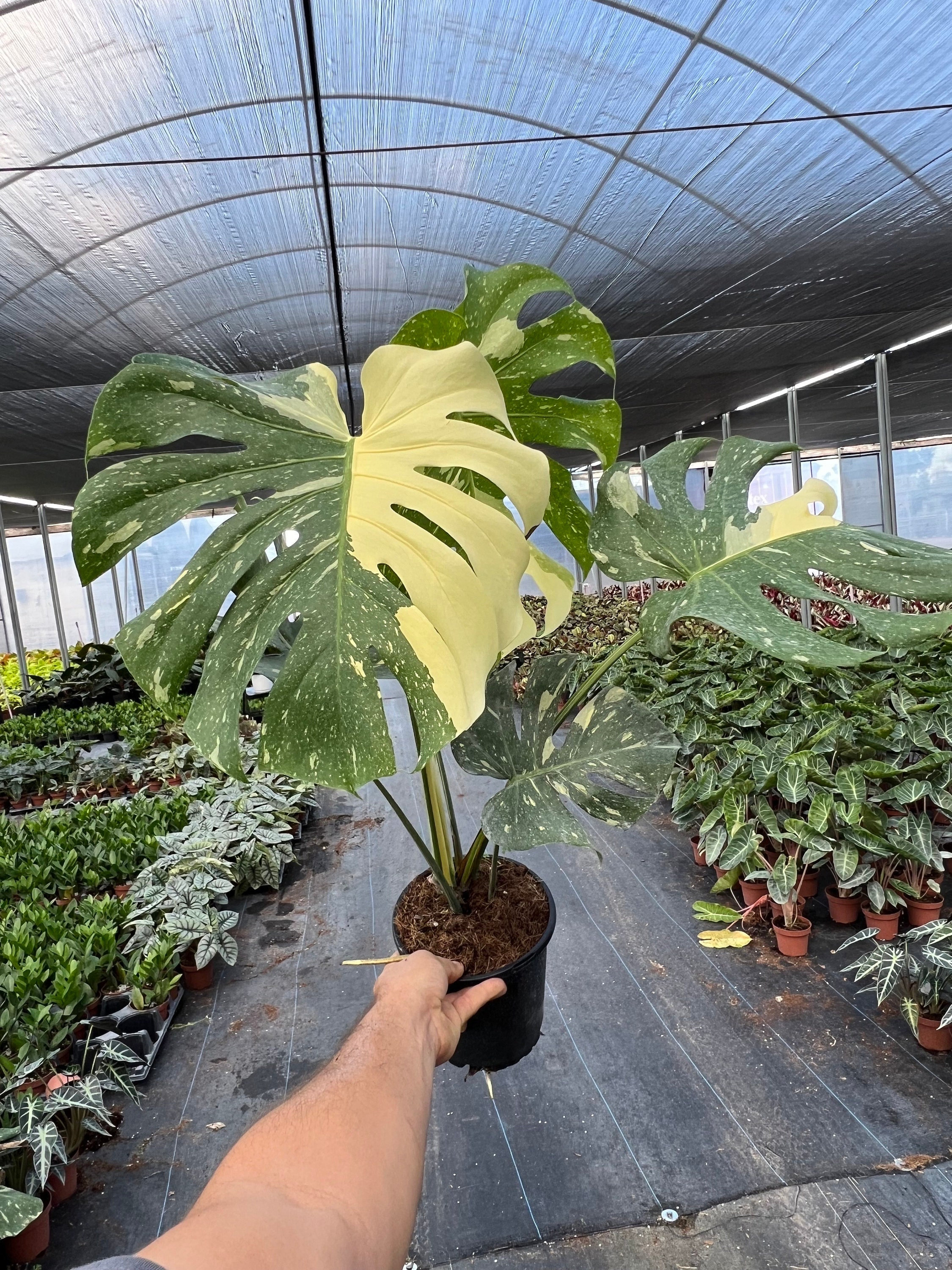 Variegated Monstera | Large Thai Constellation | Mature Fenestration ...