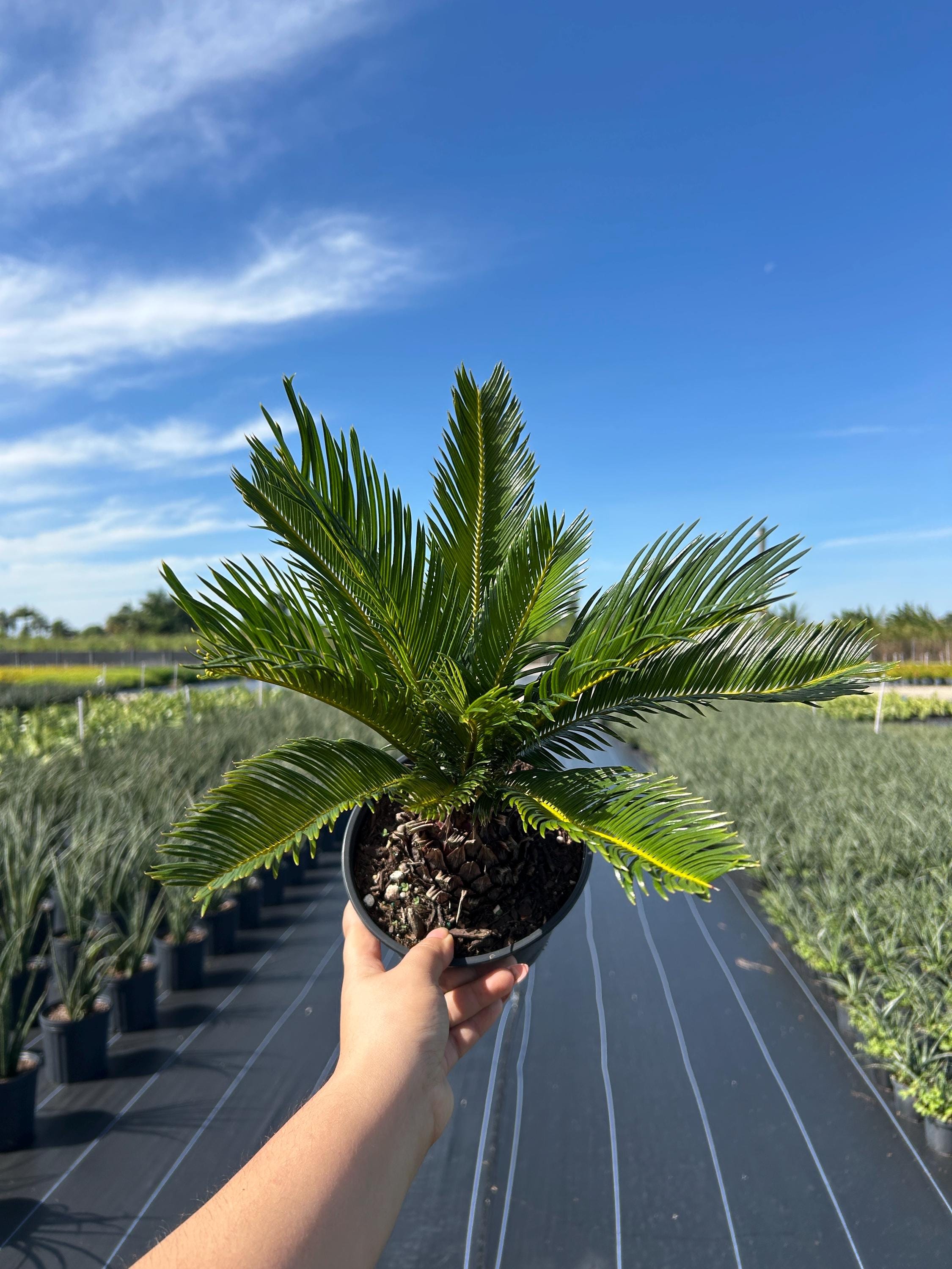 King Sago Palm Tree | Live Indoor & Outdoor House Plant | Home and ...