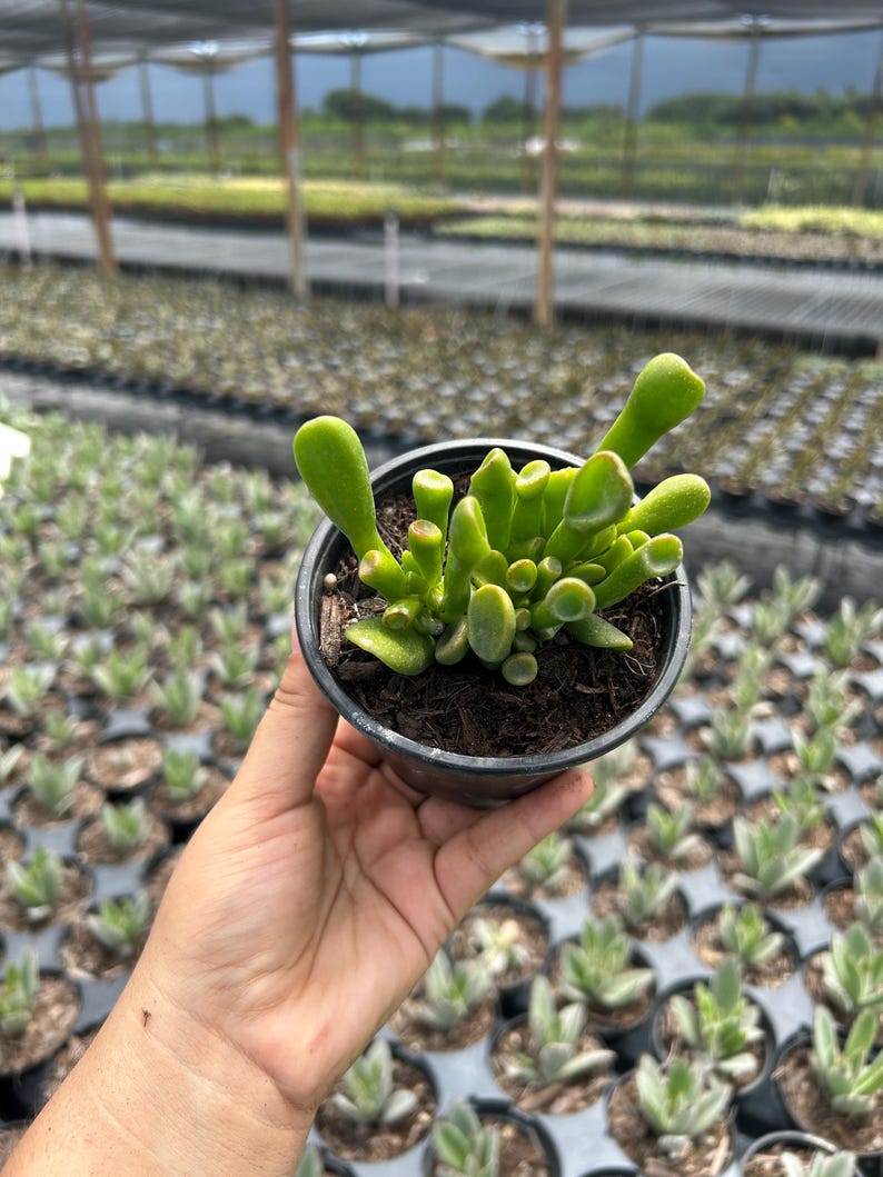 Shrek's Ears Plant | Crassula Ovata "gollum" Bonsai | Live Indoor ...