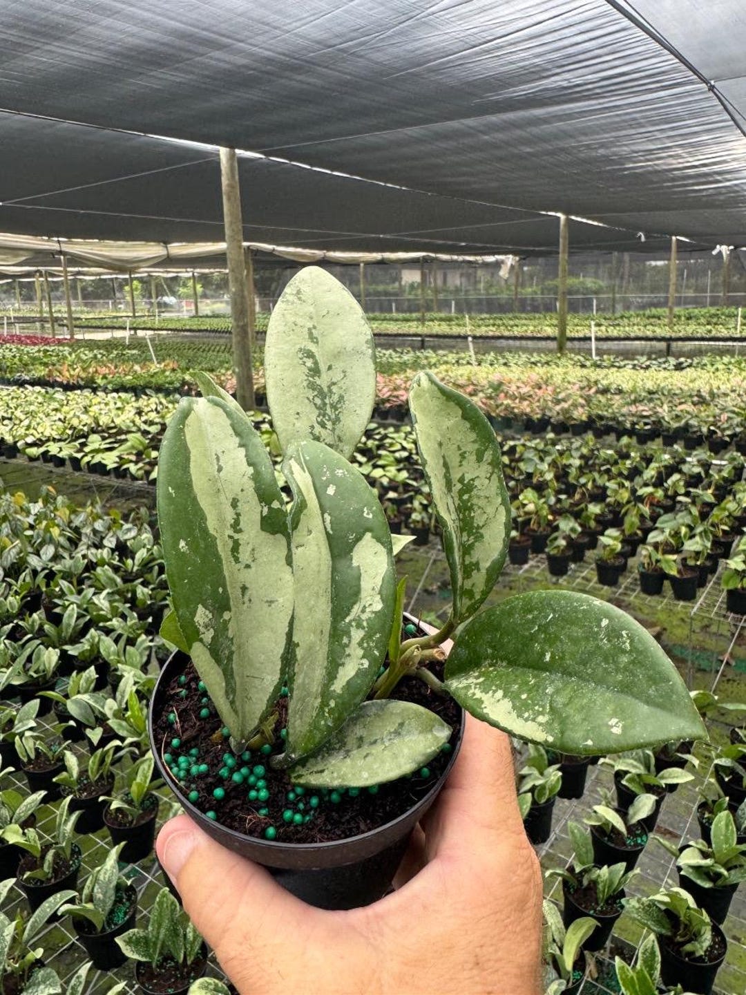 Hoya AH 074 | Rare Live Indoor & Outdoor Tropical House Wax Plant ...