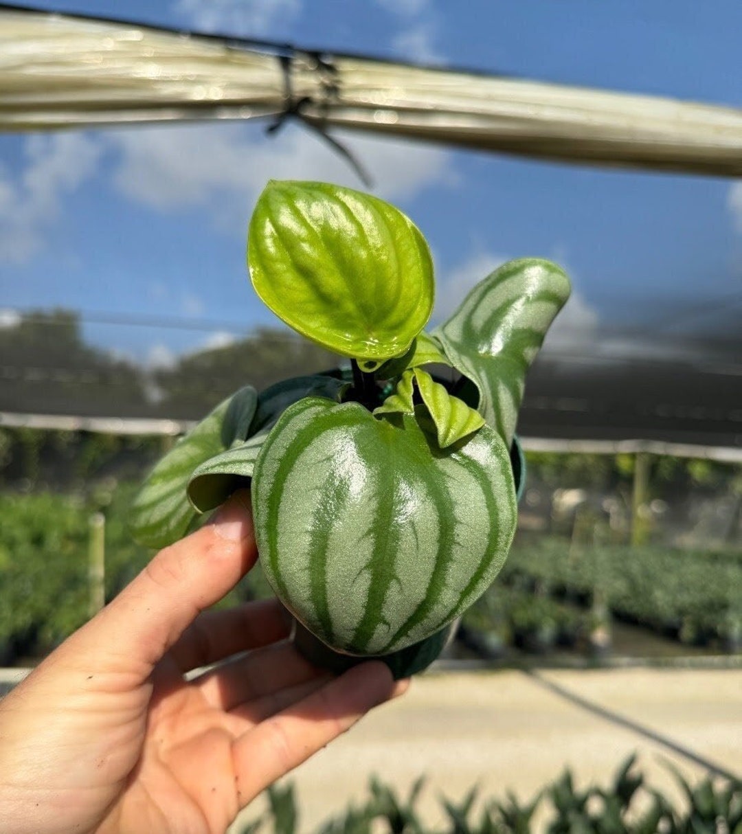 Watermelon Peperomia Radiator Plant | Live Tropical Houseplant ...