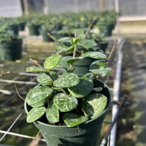 Hoya Mathilde Splash | Live Indoor & Outdoor Tropical House Plant ...