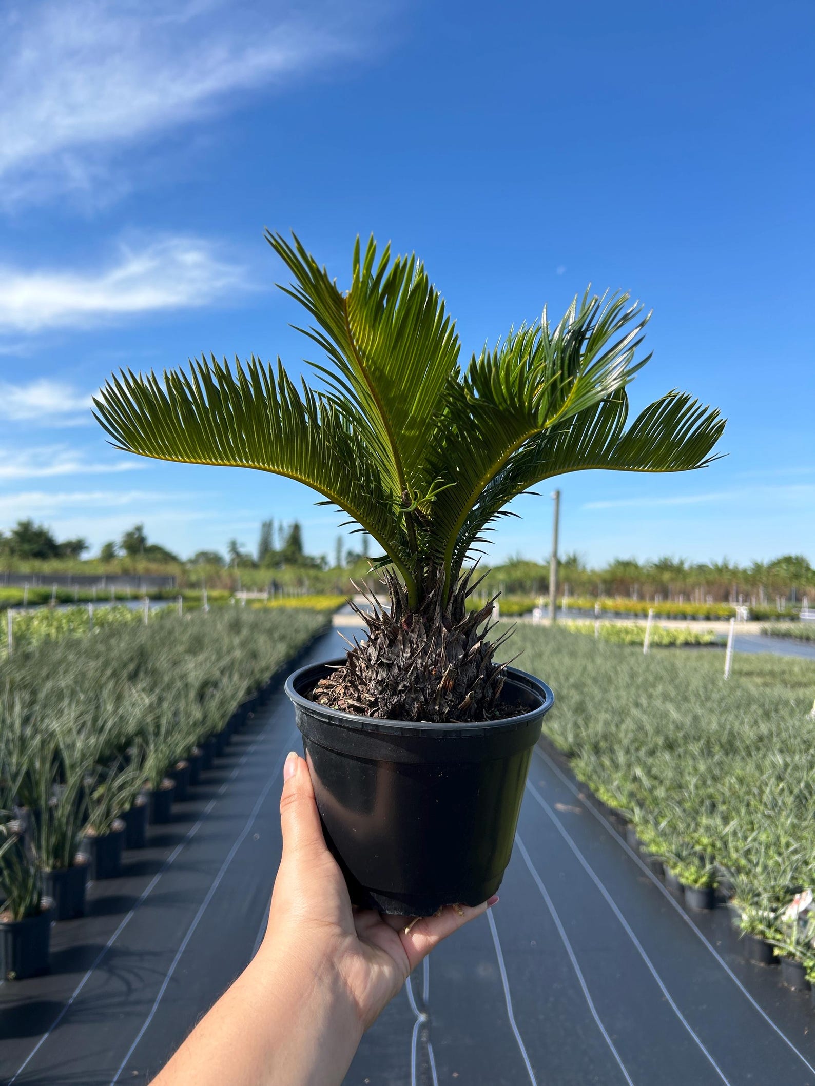 King Sago Palm Tree | Live Indoor & Outdoor House Plant | Home and ...
