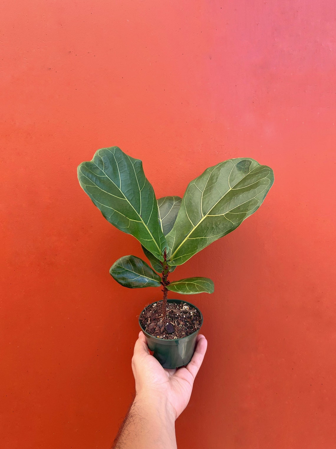 FICUS LYRATA Large Leaf Fig With 4 Pot LIVE Indoor & - Etsy