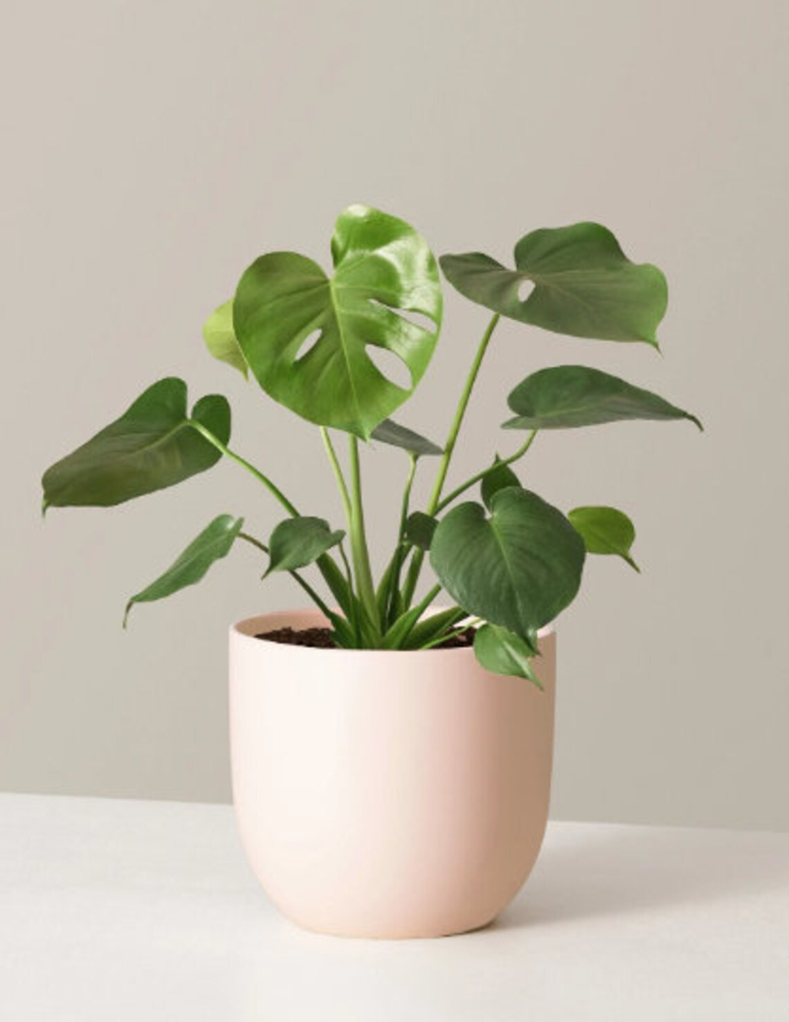 Monstera Deliciosa Cutting Tropical Split Leaf Plant Indoor - Etsy