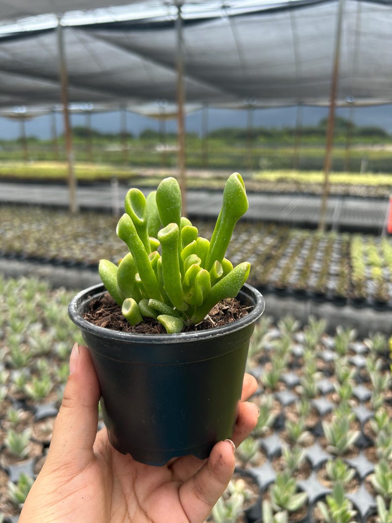 Shrek's Ears Plant | Crassula Ovata "gollum" Bonsai | Live Indoor ...