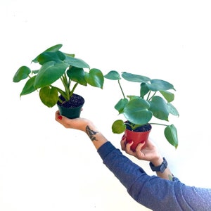 Monstera Deliciosa Tropical Split Leaf Plant 4" Inch Pot | Indoor and ...