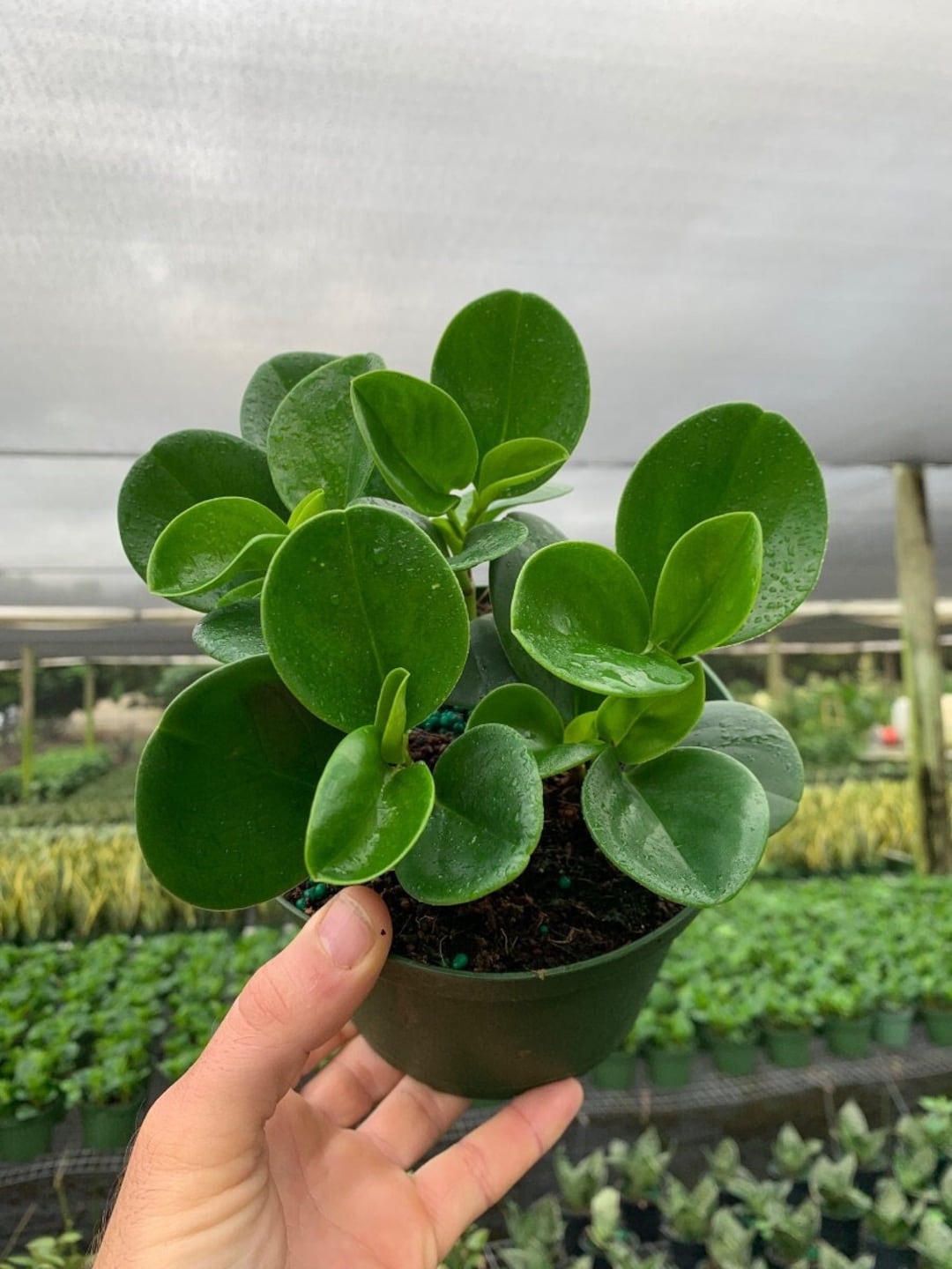 Green Peperomia Radiator Plant | Live Tropical Baby Rubber Houseplant ...