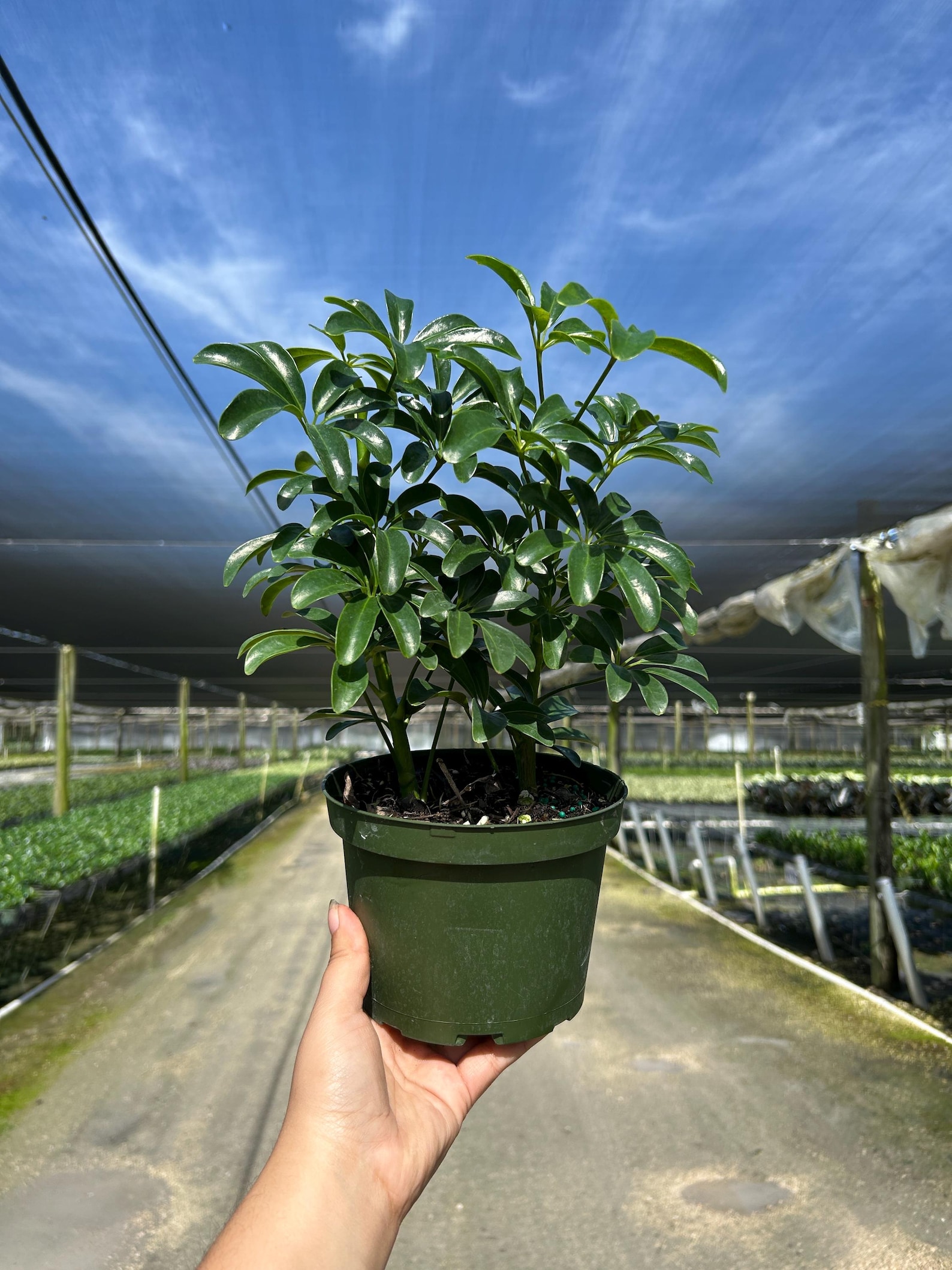 Arboricola Mini | Dwarf Umbrella Tree | Live Indoor & Outdoor Tropical ...