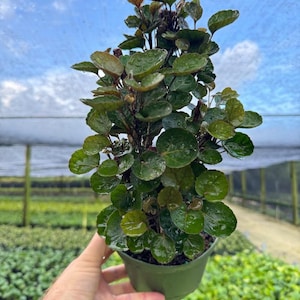 Aralia Fabian Stump Bonsai Tree | Live Indoor & Outdoor Tropical House ...
