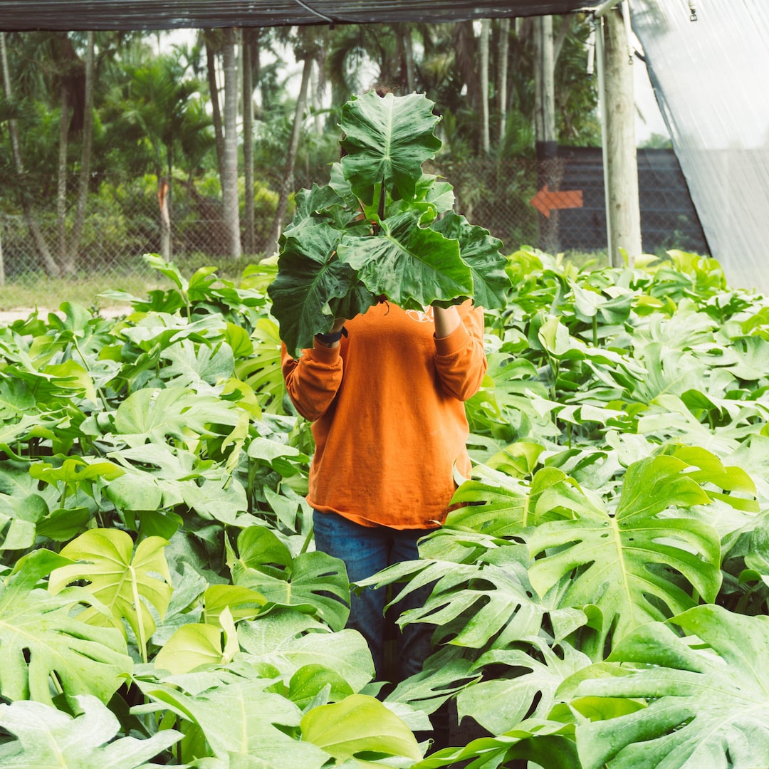 Alocasia Low Rider | Live Plant in 4" or 6" Inch Pot | Elephant's Ear ...
