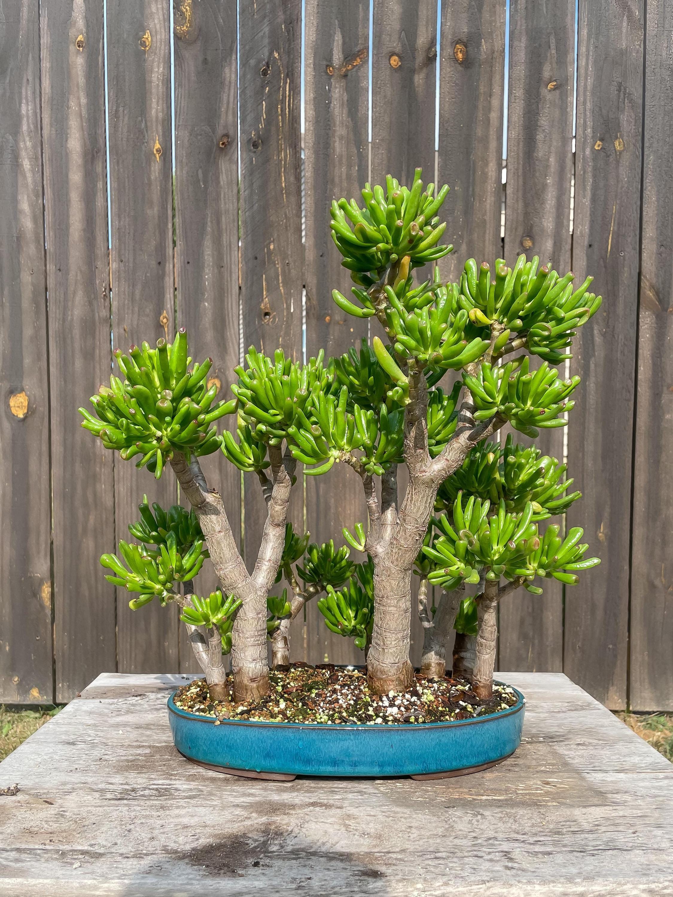 Shrek's Ears Plant | Crassula Ovata "gollum" Bonsai | Live Indoor ...