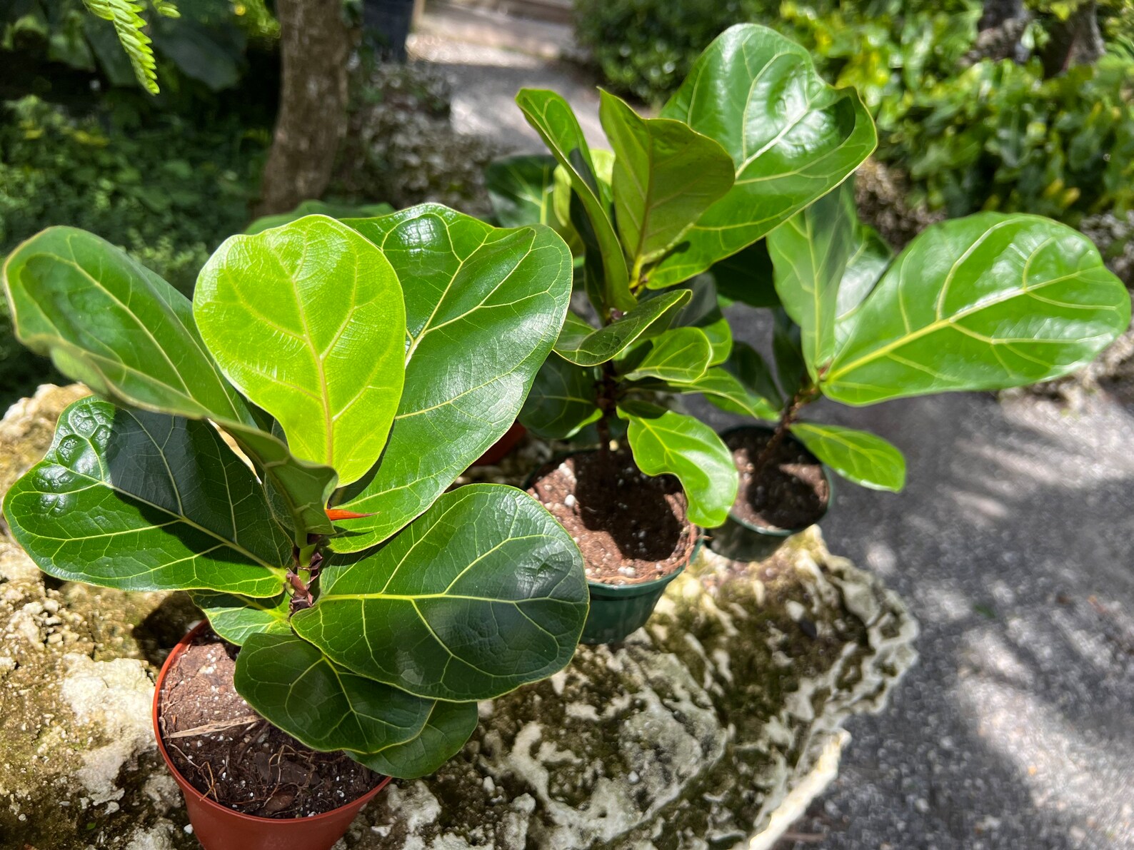 FICUS LYRATA Large Leaf Fig With 4 Pot LIVE Indoor & - Etsy