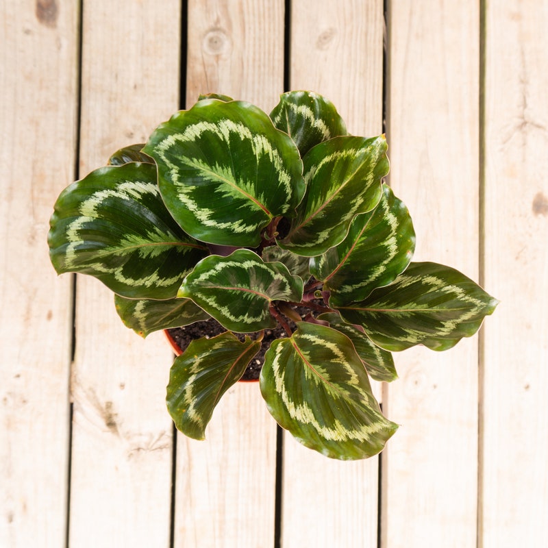 Prayer Plants - Etsy - Page 5