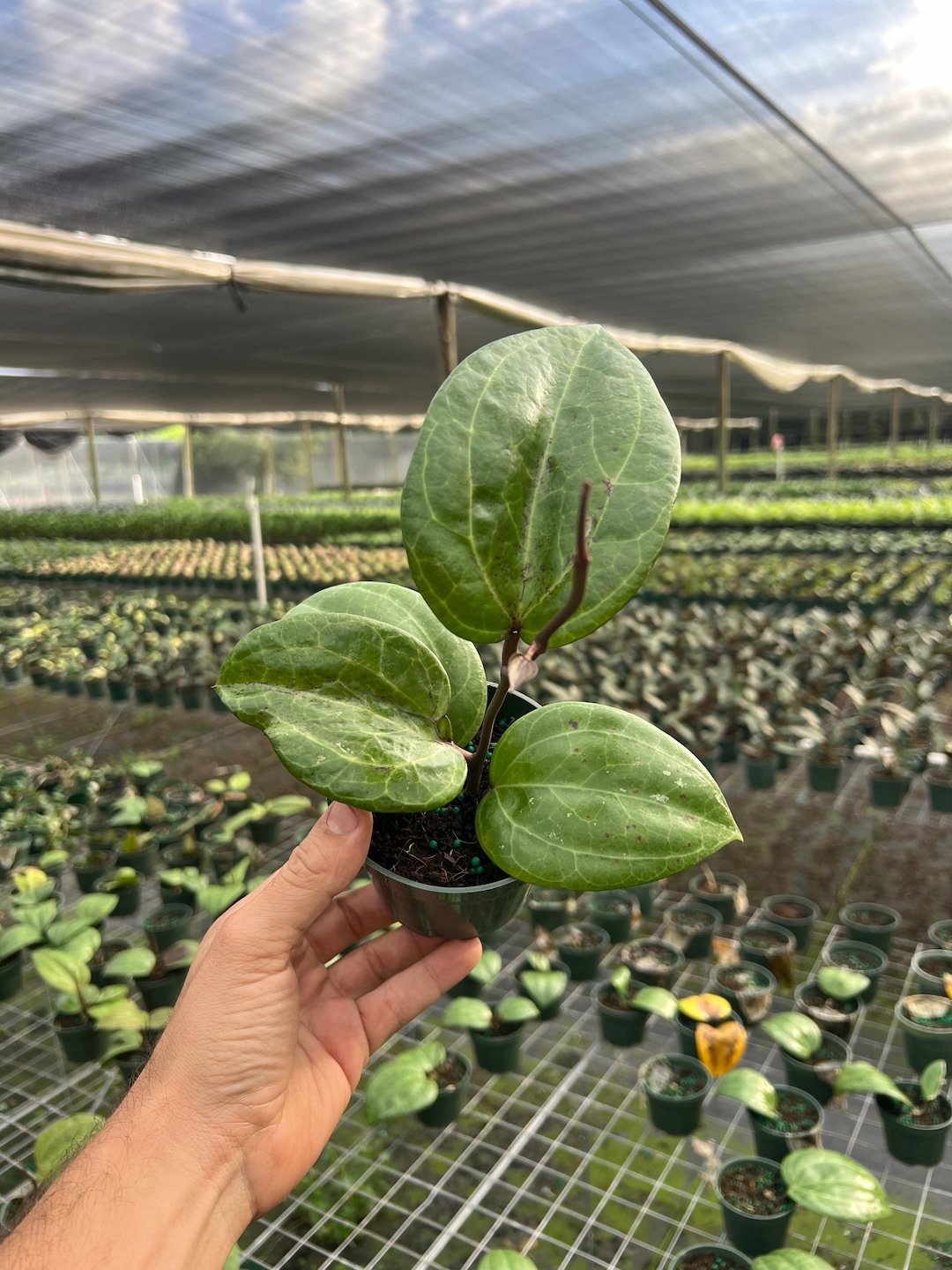 Hoya Sarawak | Live Indoor & Outdoor Tropical House Plant | Vining ...