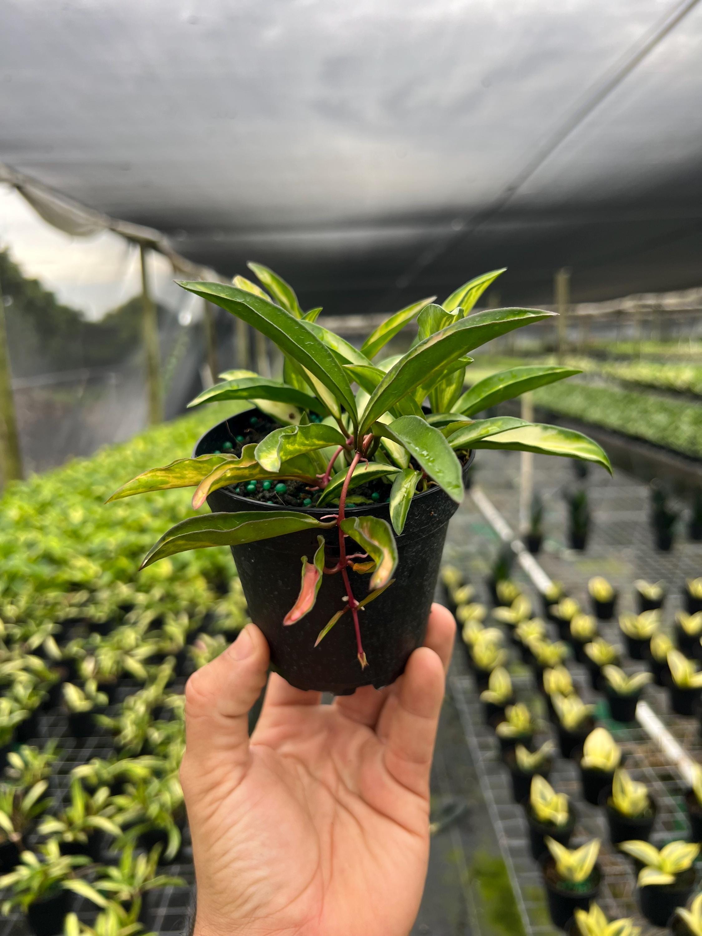 Hoya Wayetti Tricolor Variegated | Rare Wax Vine Plant | Live Indoor ...