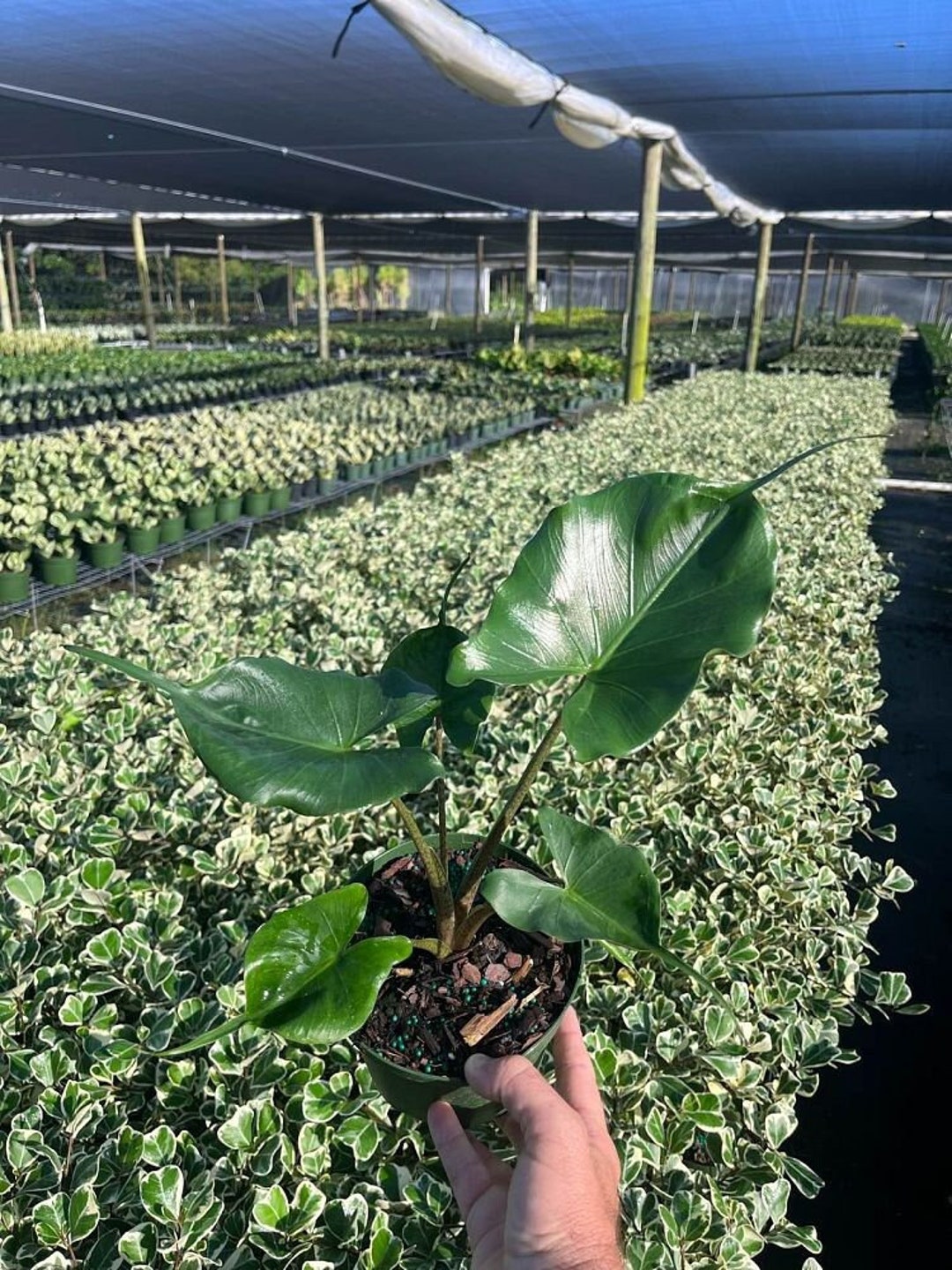 Alocasia Stringray Plant - Unique Stingray Shaped Leaves | Live Rare ...