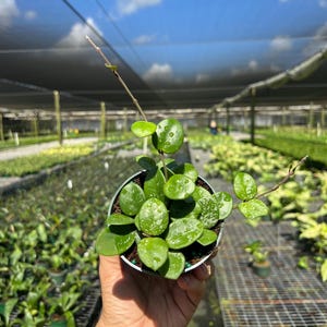 Hoya Mathilde Splash | Live Indoor & Outdoor Tropical House Plant ...