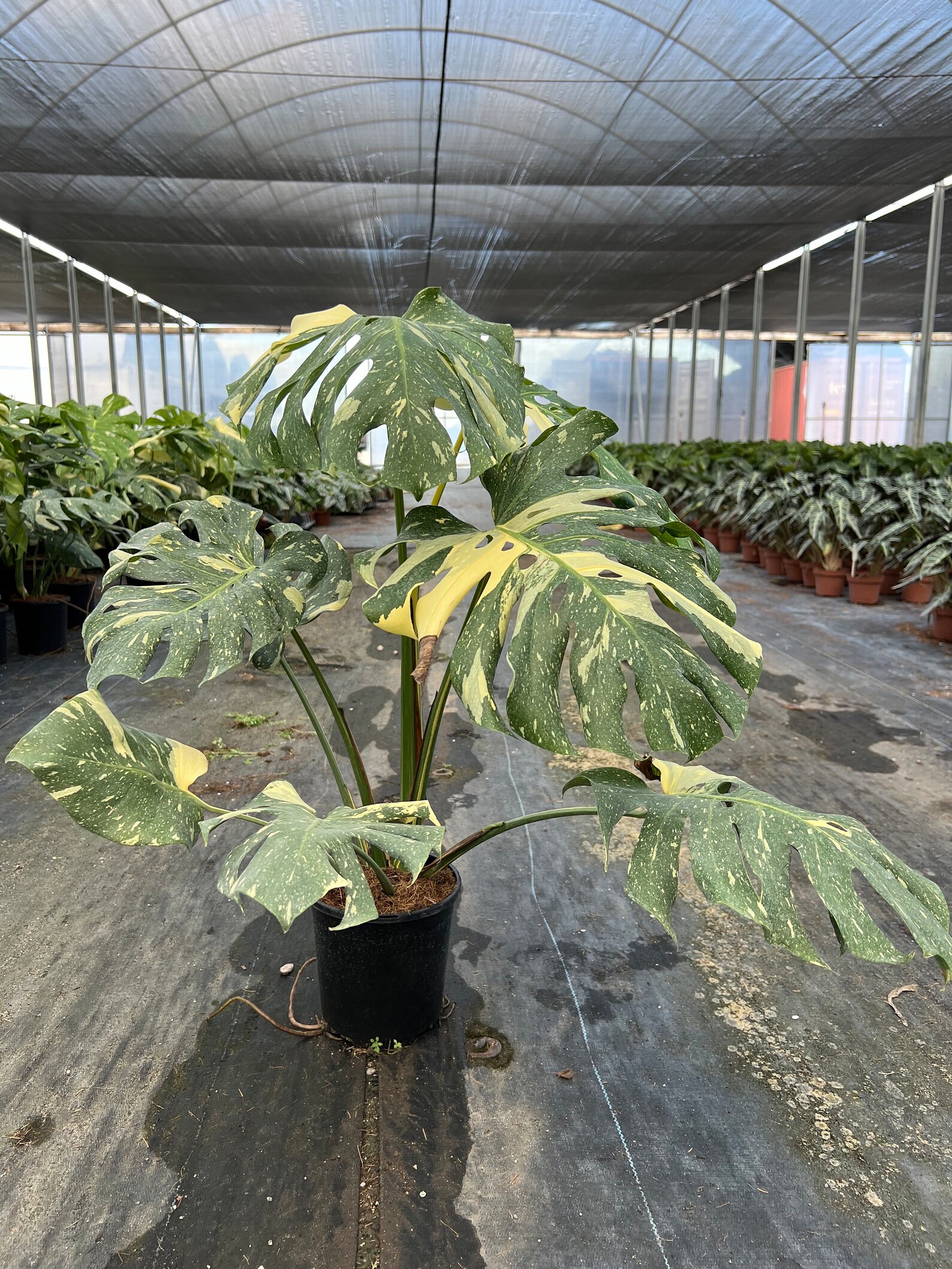 Variegated Monstera | Large Thai Constellation | Mature Fenestration ...