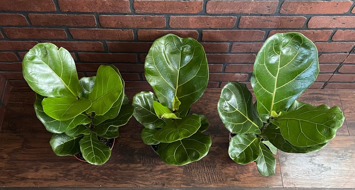 FICUS LYRATA Large Leaf Fig in 6 Inch Pot LIVE Indoor & - Etsy